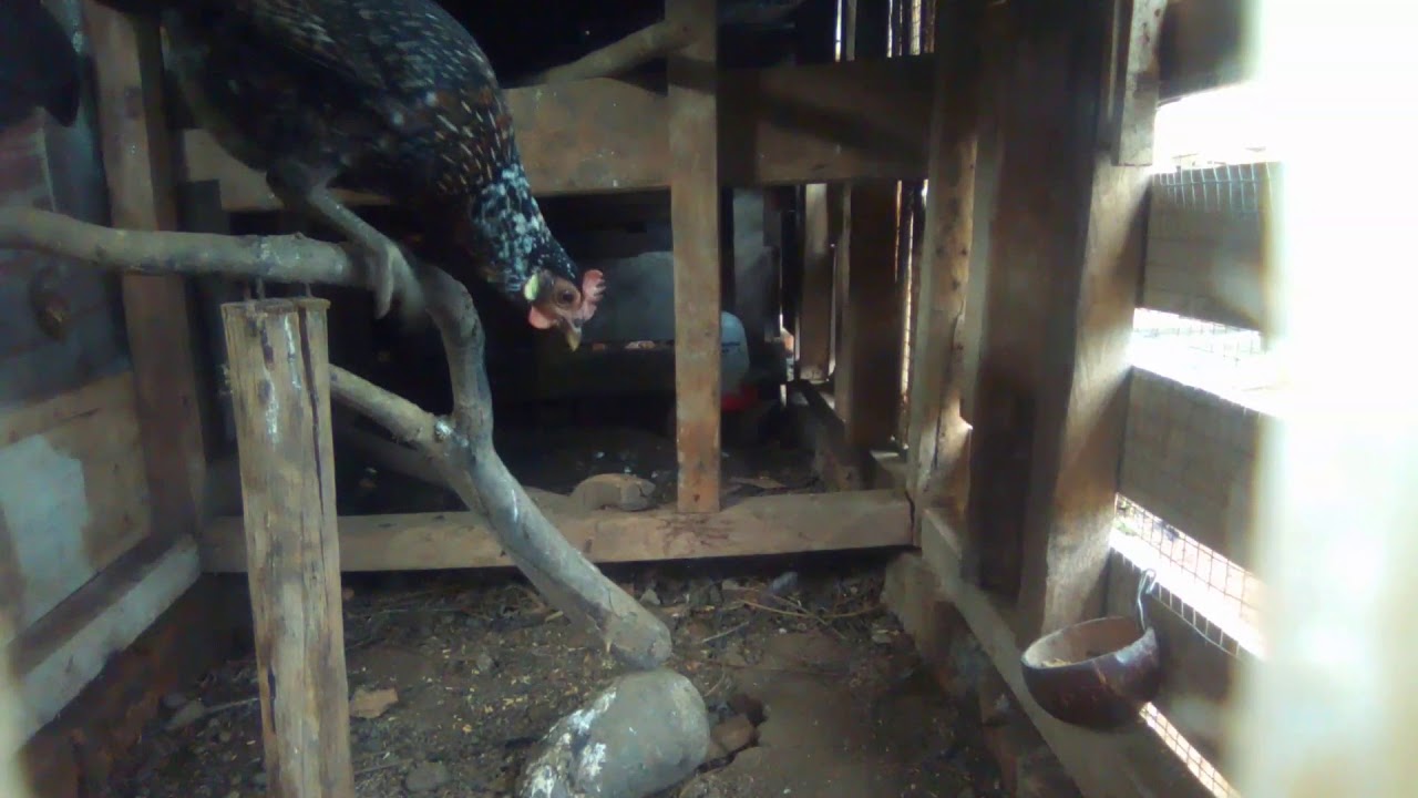 proses penjodohan ayam hutan tak terduga, babon bulu burik berugo ...