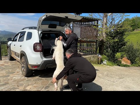 ESCOBAR DACİA YI BEĞENMEDİ BİNMEK İSTEMİYOR