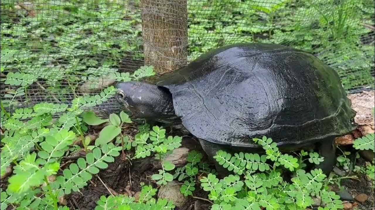 kura kura hitam umur seratus taun - YouTube