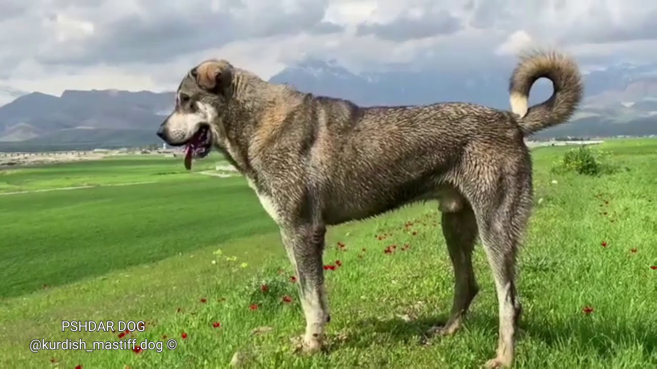 Molosser Dogs Type - YouTube