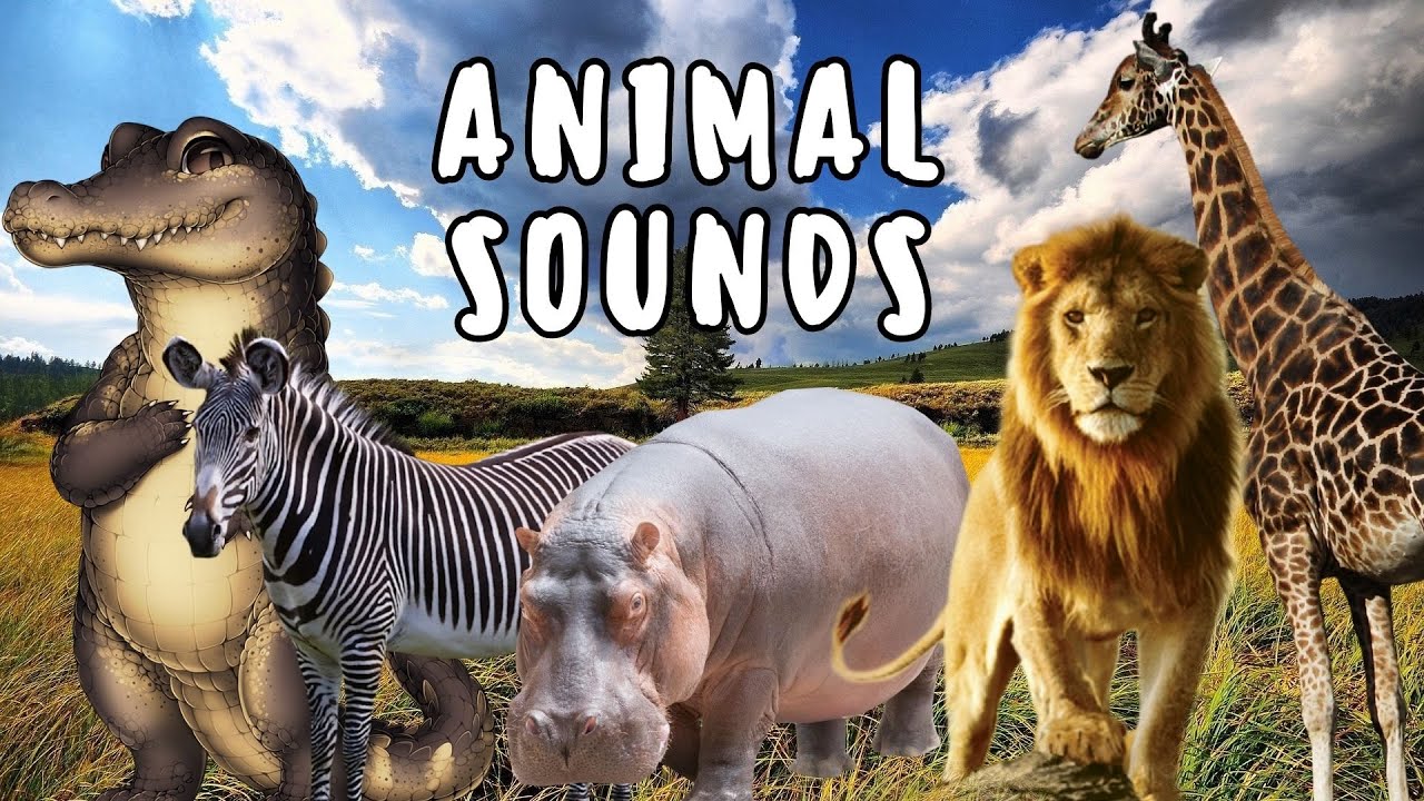 Animal sounds. In this video: zebra, hippo, crocodile, giraffe, lion ...