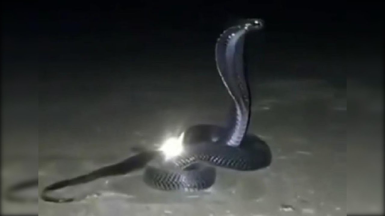 नाग मणि कभी देखा है? जल्दी देखो! Super Power 100 % Pure Nature Naga ...