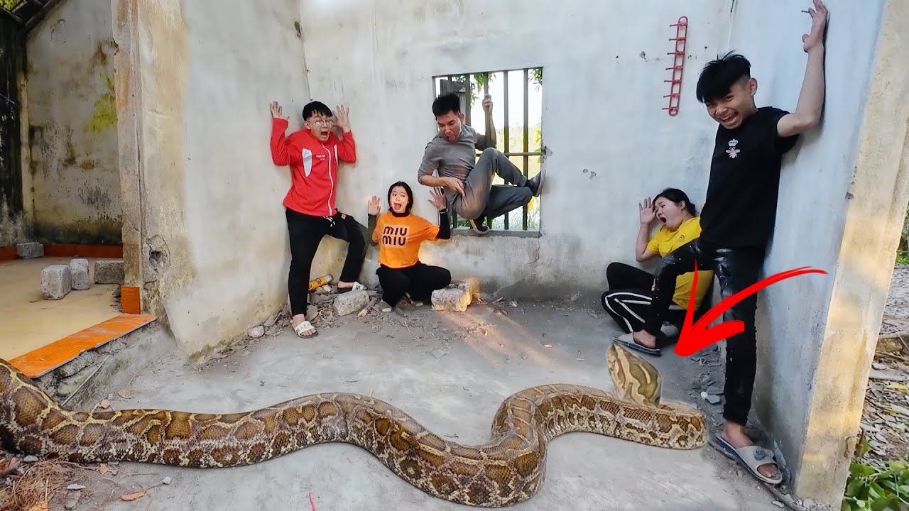 Brave hunters team confront ferocious giant python laying 100 eggs in ...