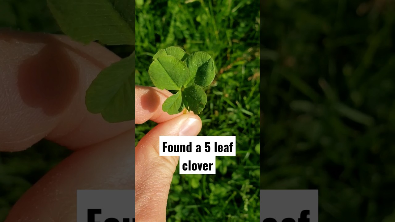 Found a 5 leaf clover. Is that better than a 4 leaf clover? #lucky ...