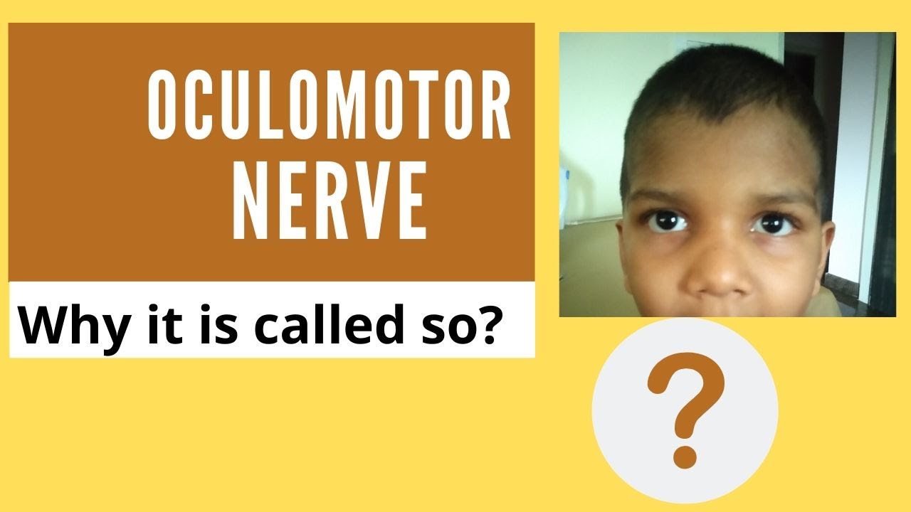 Oculomotor nerve | 3rd cranial nerve | Made easy | Squint or Strabismus ...