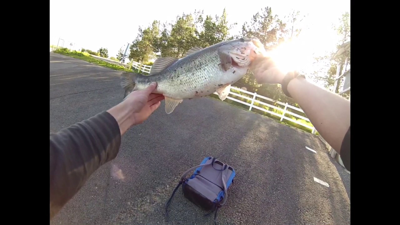 Catching Big Bass With The New Reel - YouTube