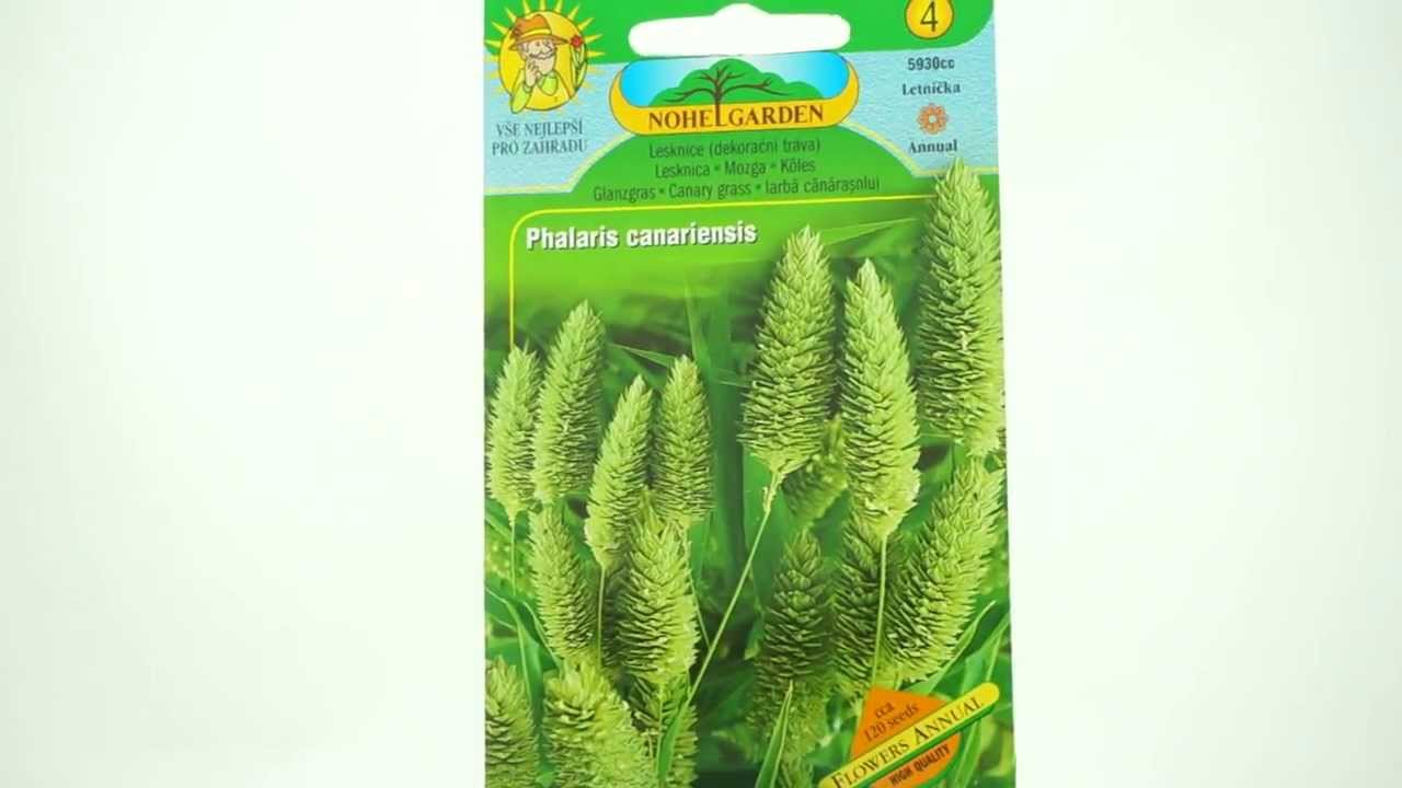 Lesknice dekorační tráva Flowers annual - YouTube