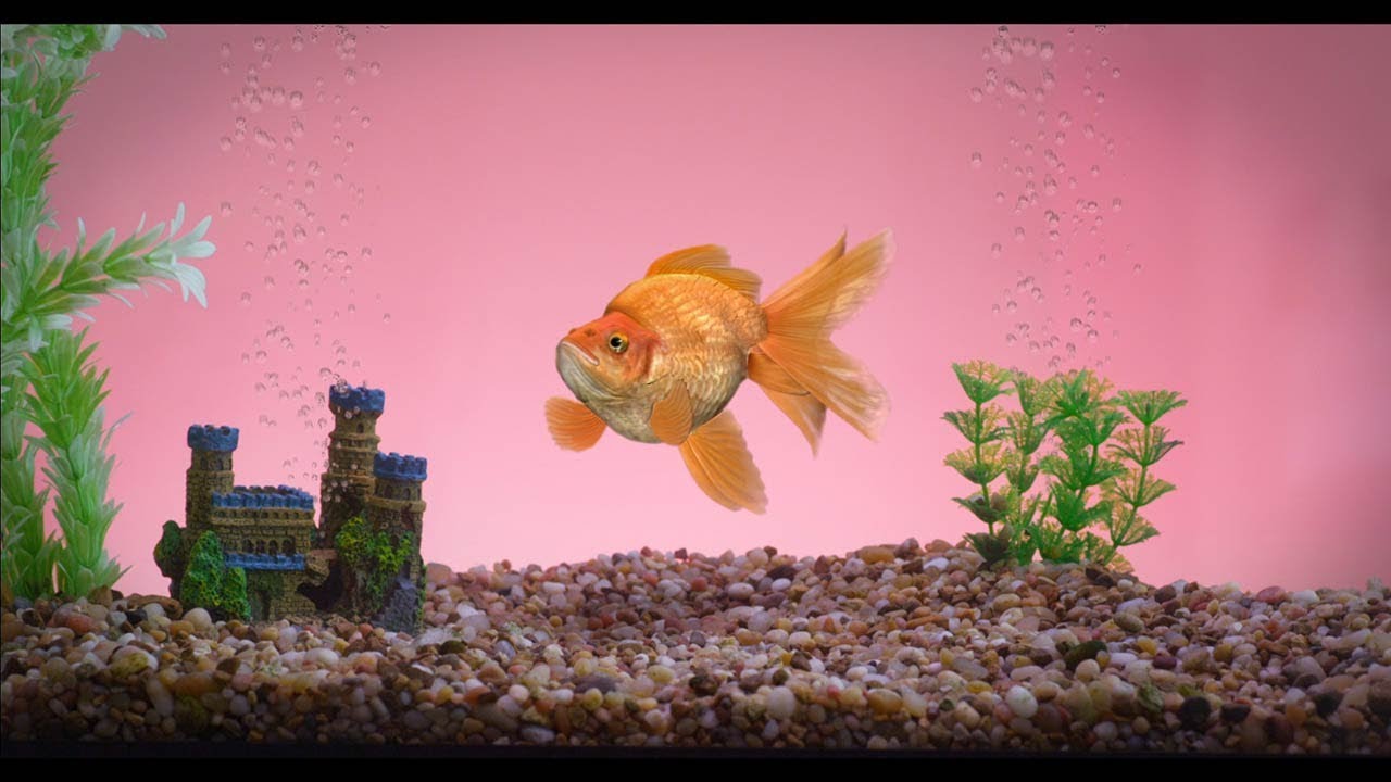 ALPHA FISH - YouTube