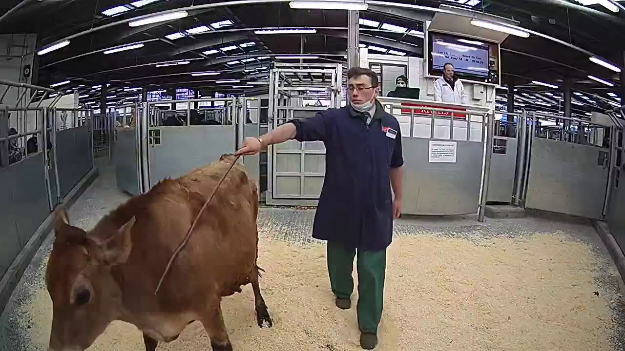 Kivells Holsworthy Market Store Cattle Auction 10.02.21 via Marteye ...