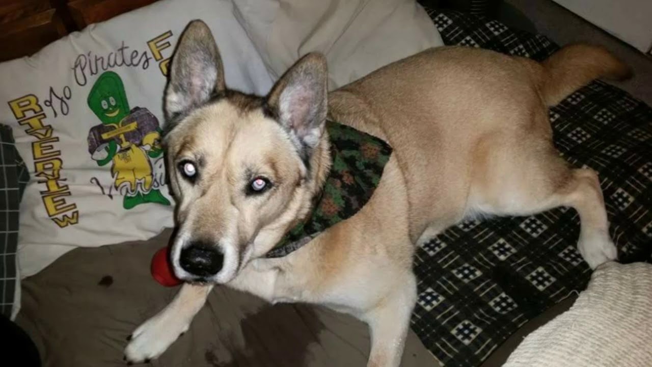 RIP~ROCKY~DADDY & YOUR BROTHER PUDGE LOVES & MISSES YOU....XOXO - YouTube