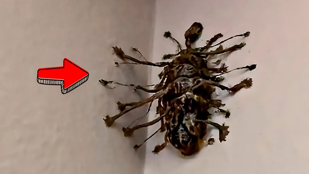 Estas Cosas Se Ven Absurdamente Realistas - YouTube