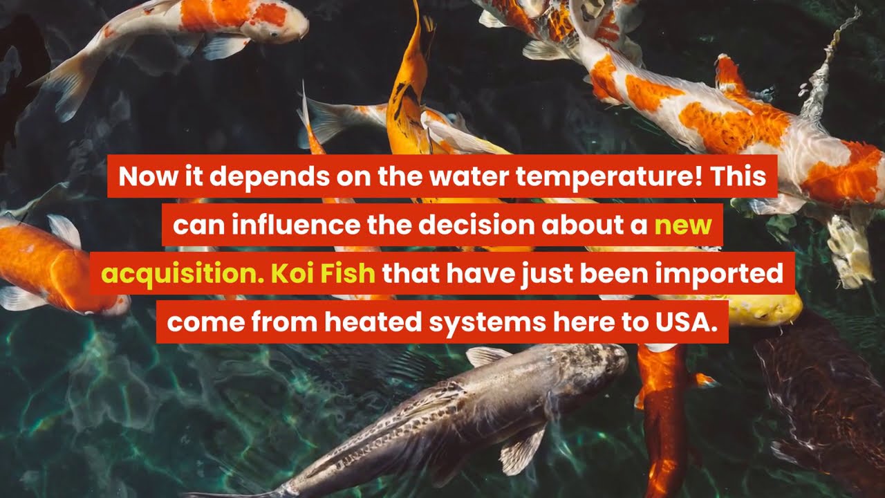 Buying a Koi Fish Guide | Best Time to Buy a Koi for your Koi Pond ...