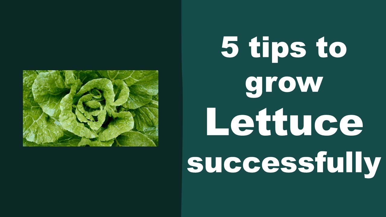 5 Tips to Ggrow Lettuce Successfully in Aerogarden - YouTube