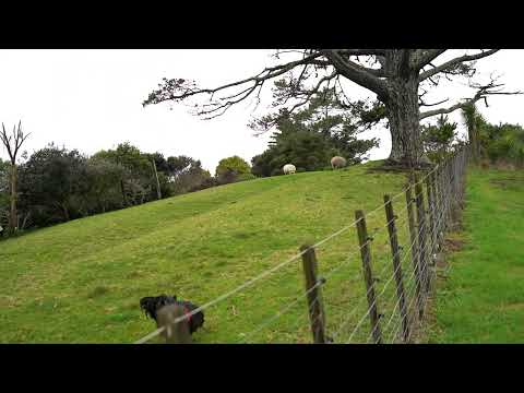 A Quiet Paddock: Sheep Grazing & Countryside Sounds (Silent Vlog)