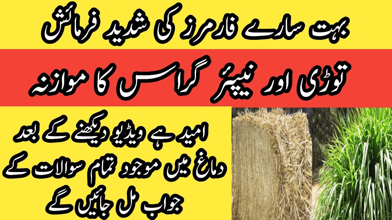 Tori Vs napier II Tori aur Napier grass Ka comparison II Nutritive ...