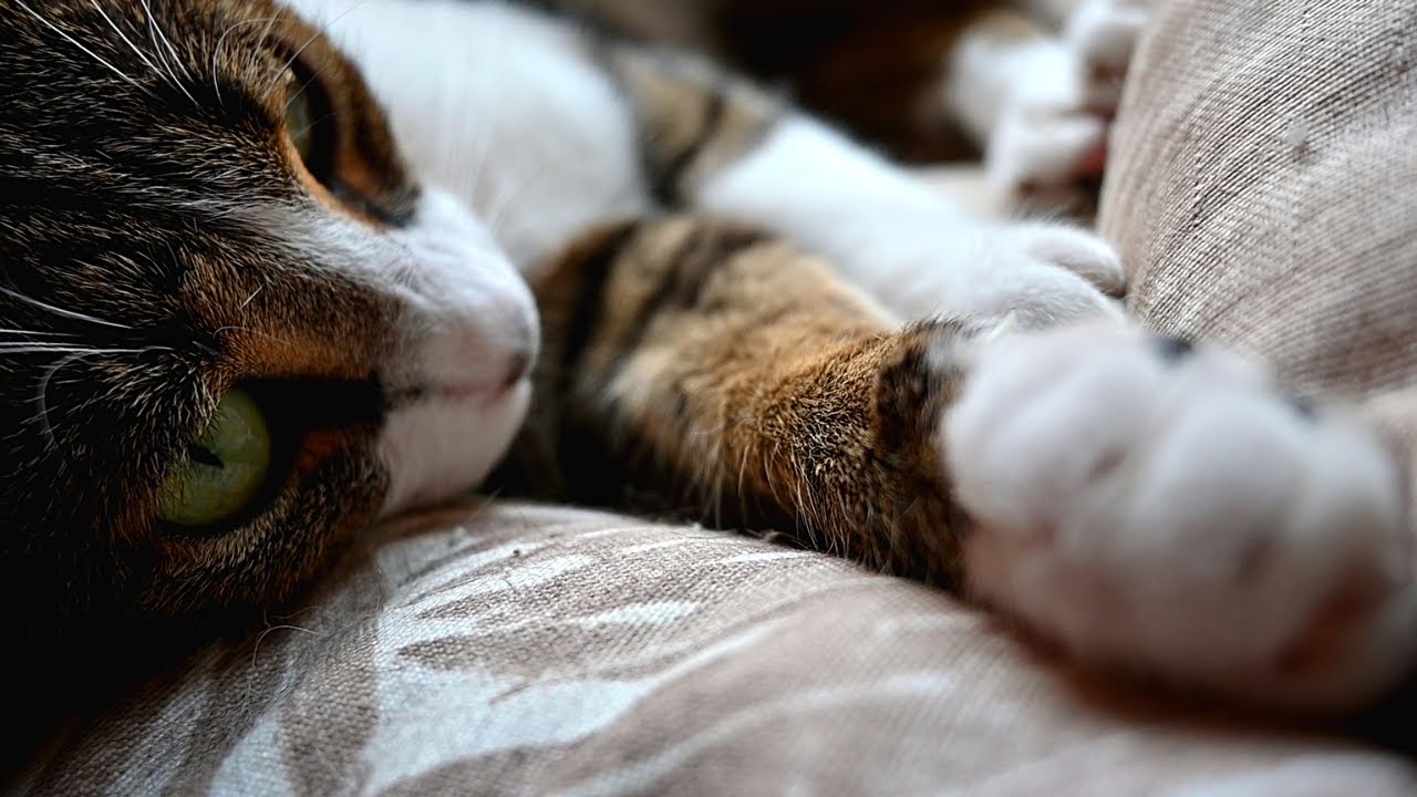 "Your Daily Dose of Purring" - YouTube