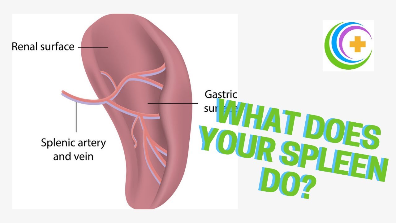 What does your Spleen do? - YouTube