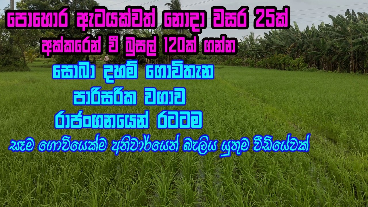 අපිට වැරදුනේ කොතනද.... පාරිසරික වගාව සොබාදහමේ ගොවිතැන | paarisarika ...