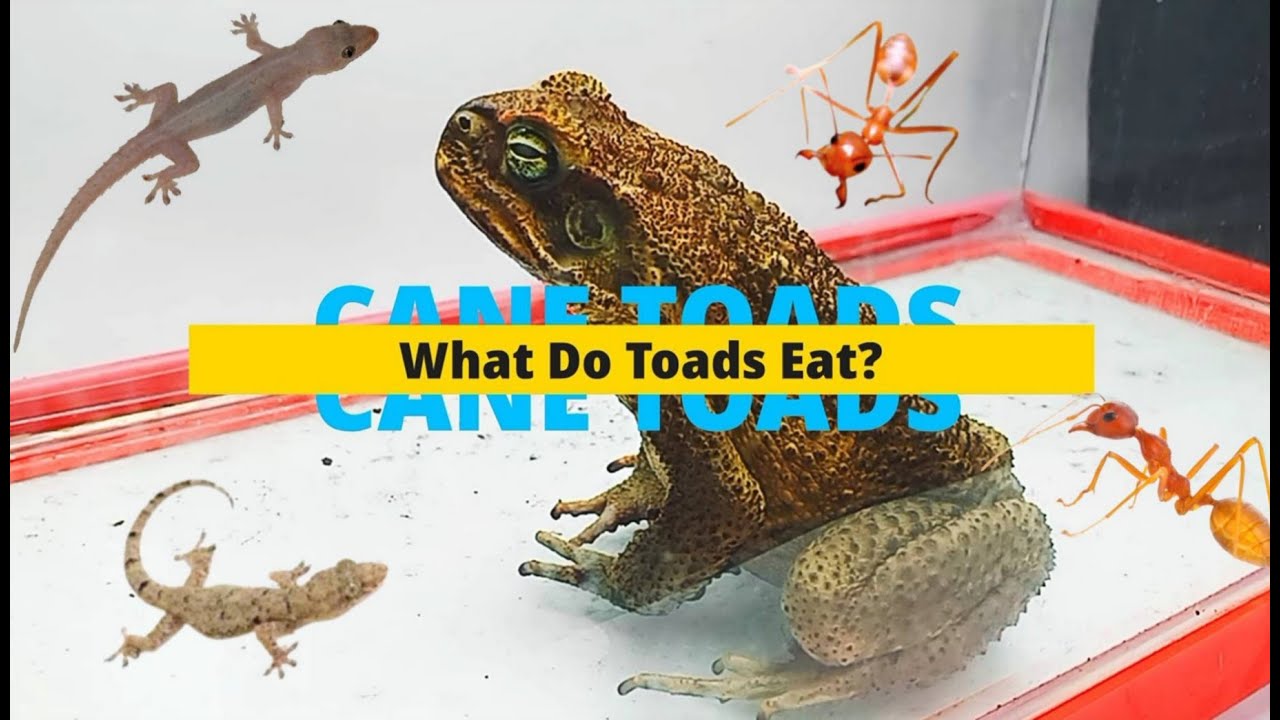 LIVE FEEDING: Toad vs Ants vs Lizard and Facts About What Does Toads ...