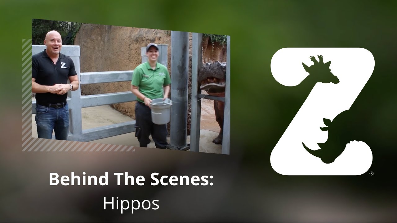 Behind The Scenes: Hippos - YouTube