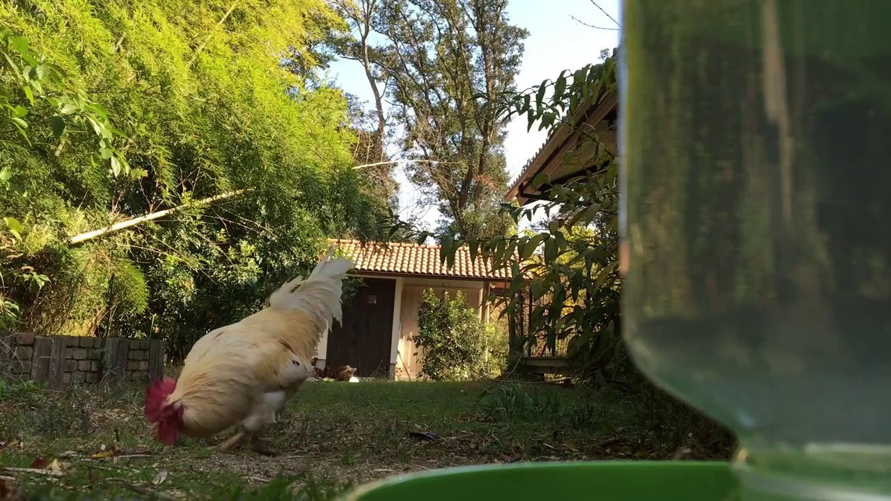 Chicken's morning routine - YouTube