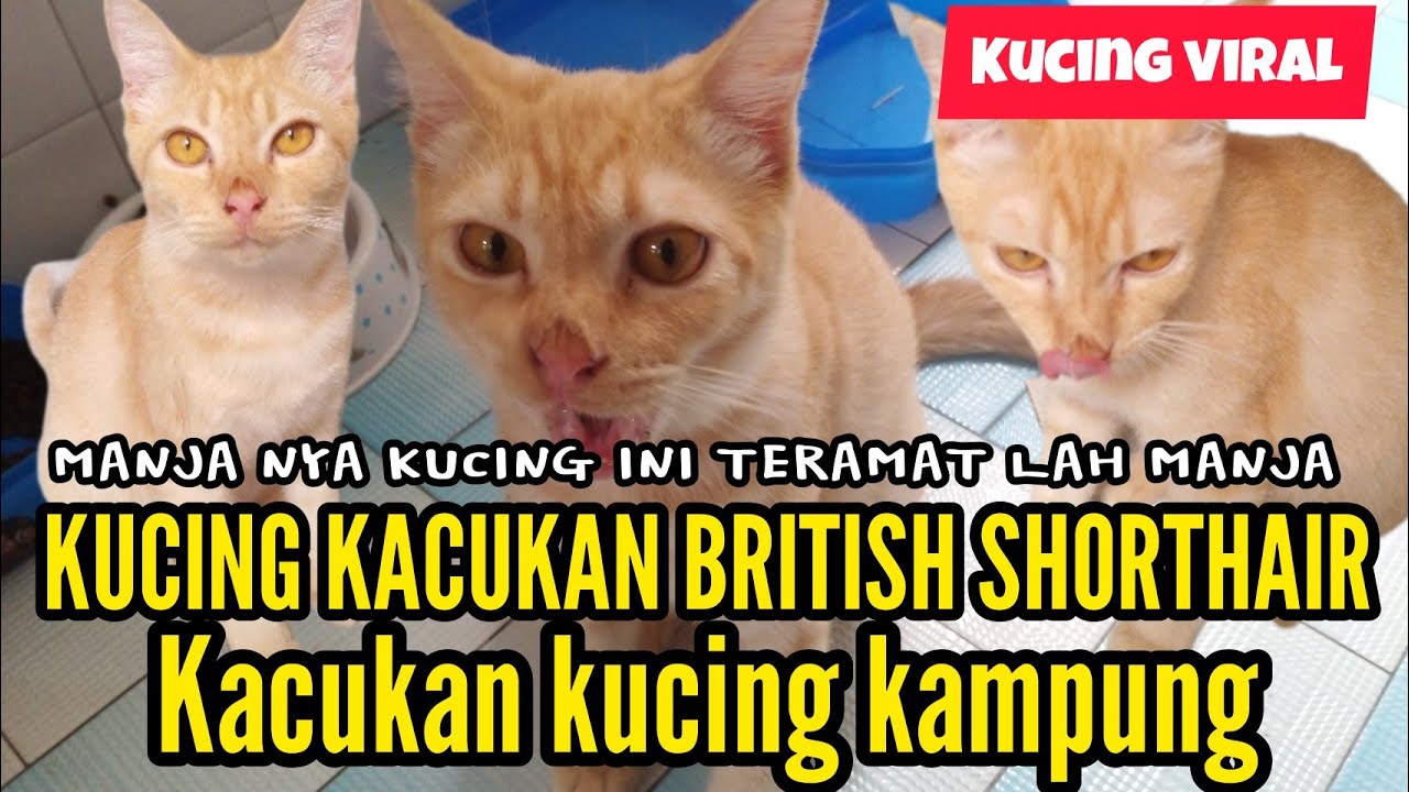 kucing kacukan British Shorthair kampung kucing oren kucing oyen kucing ...