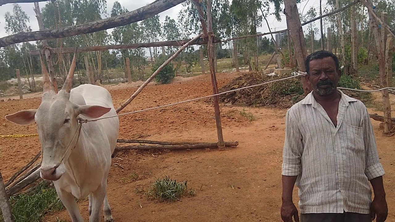 Hallikar ox pair of Farmer palakasha in Gunjur Village, Varthur Hobli ...