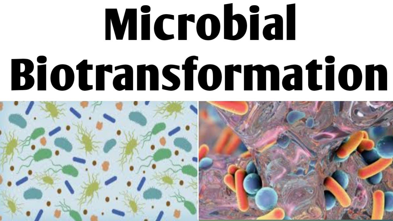 Microbial Biotransformation|Biotechnology|Unit 4|B.Pharm 6Sem. # ...