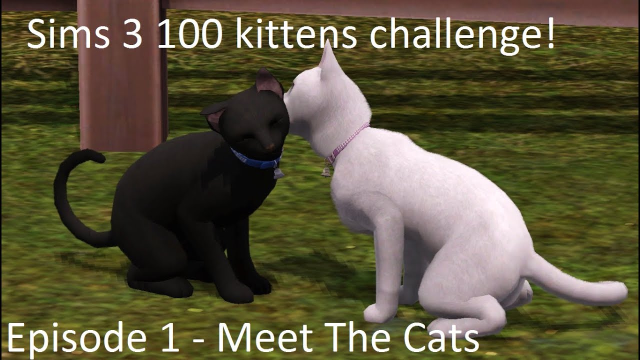 Sims 3 100 Kittens Challenge #1 (Meet The Cats!) - YouTube