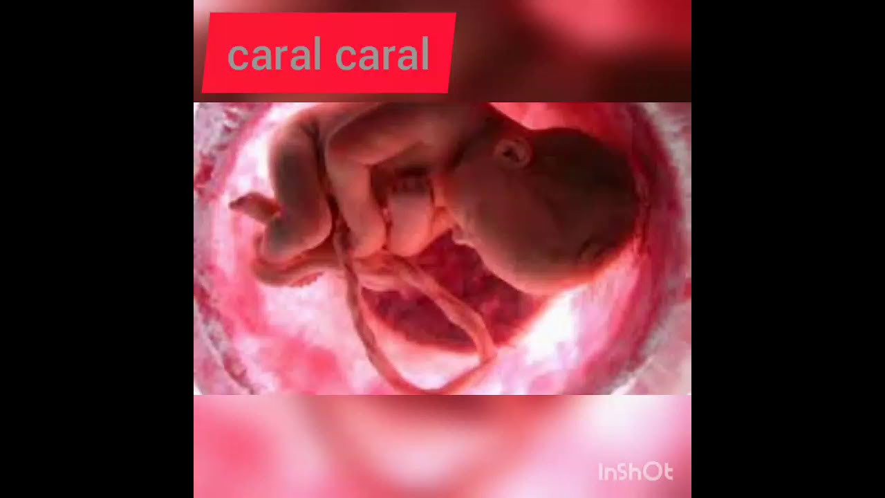 semana 36 del embarazo - YouTube