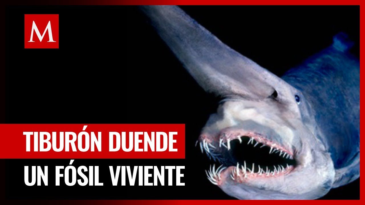 Increíble captura de un tiburón duende gigante en Taiwán - YouTube