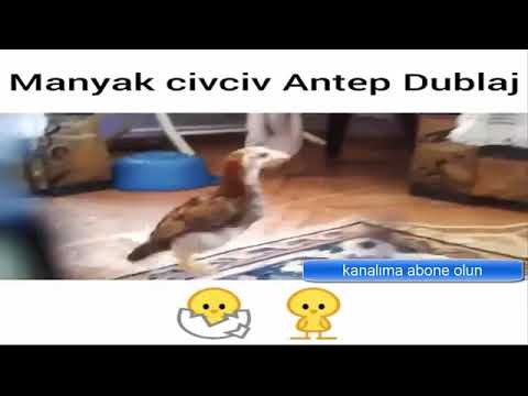 civ civ antep dublaj izle mukemmel