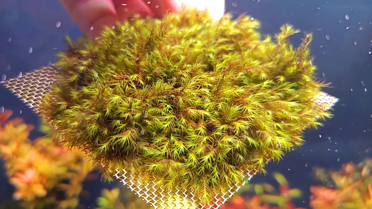 Fissidens Fontanus - YouTube