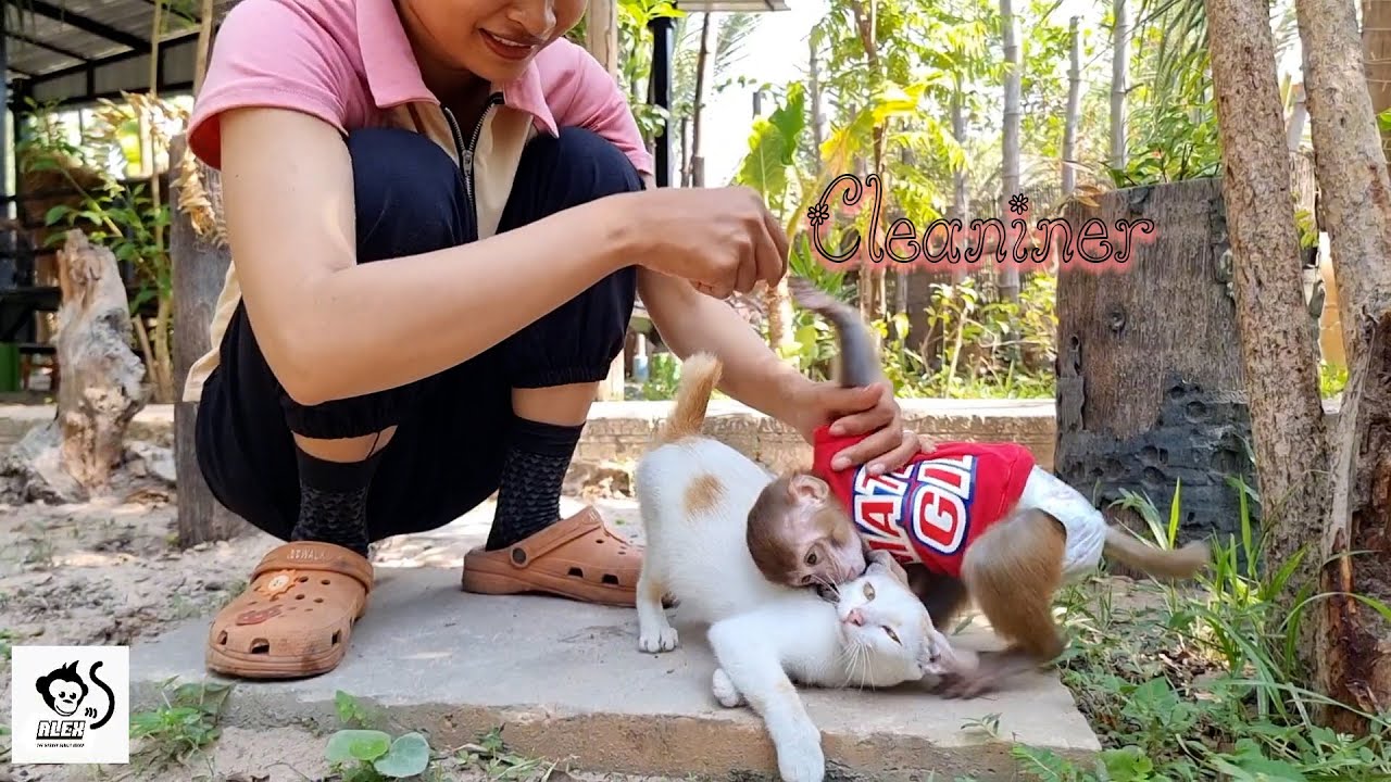 Lol Alex Keep Kizzing Cat And Lick His Fur Till No One Can Stop Him Youtube