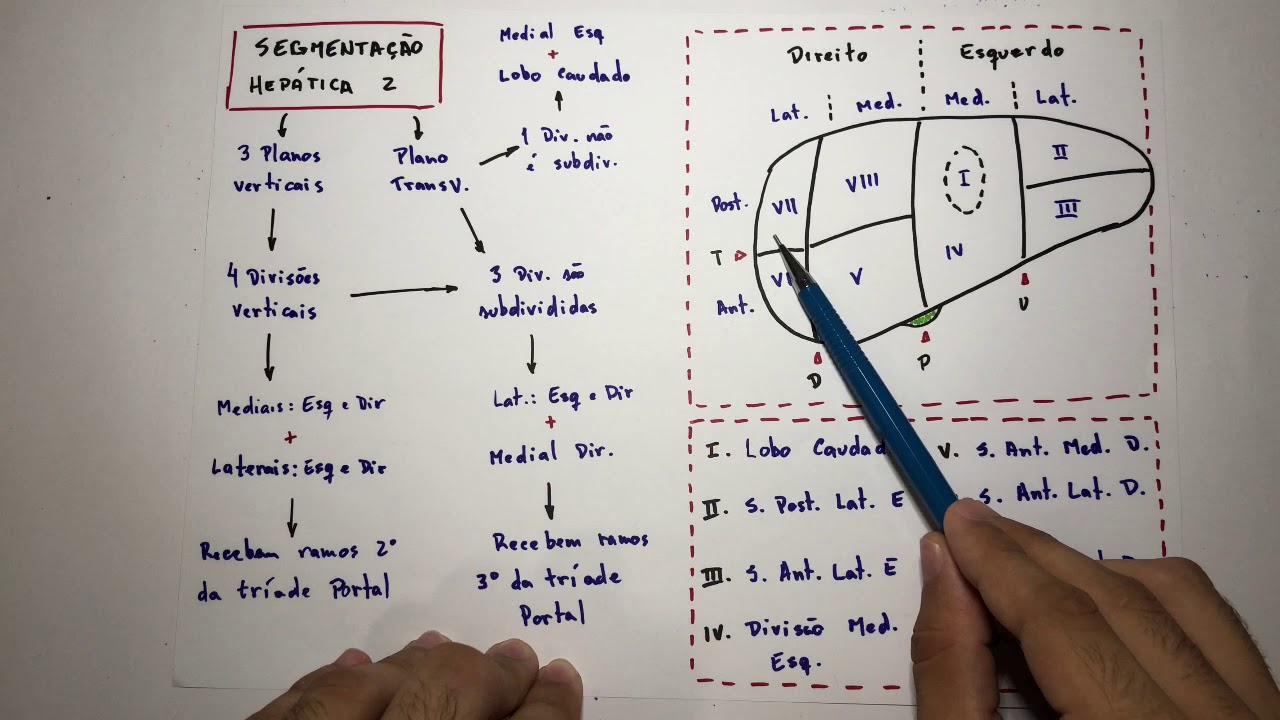 Segmentação Hepática 2 - Anatomia em 3 min - YouTube