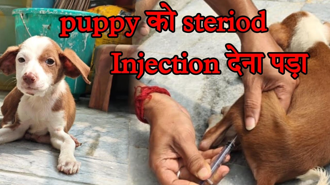 Puppy को Steroid Injection देना पड़ा | Puppy ko khada kaise kare | Dogs ...