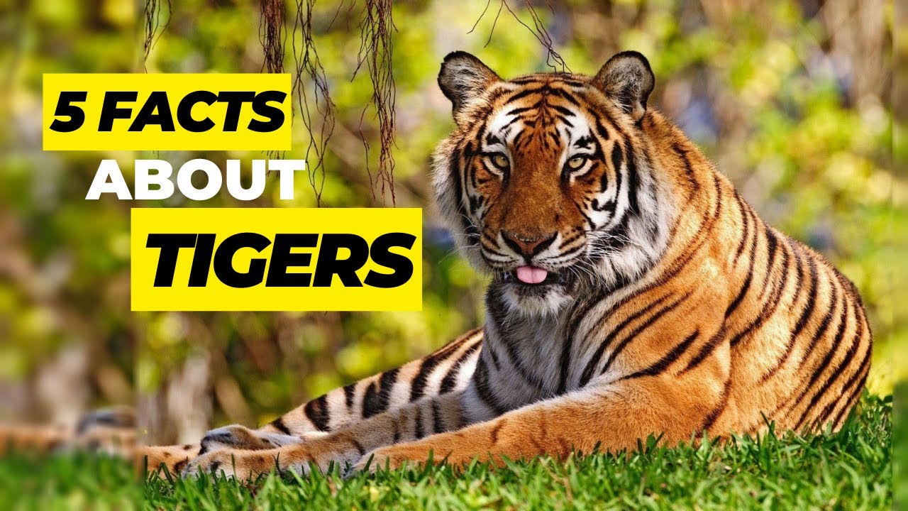 5 Interesting Facts about Tigers - YouTube