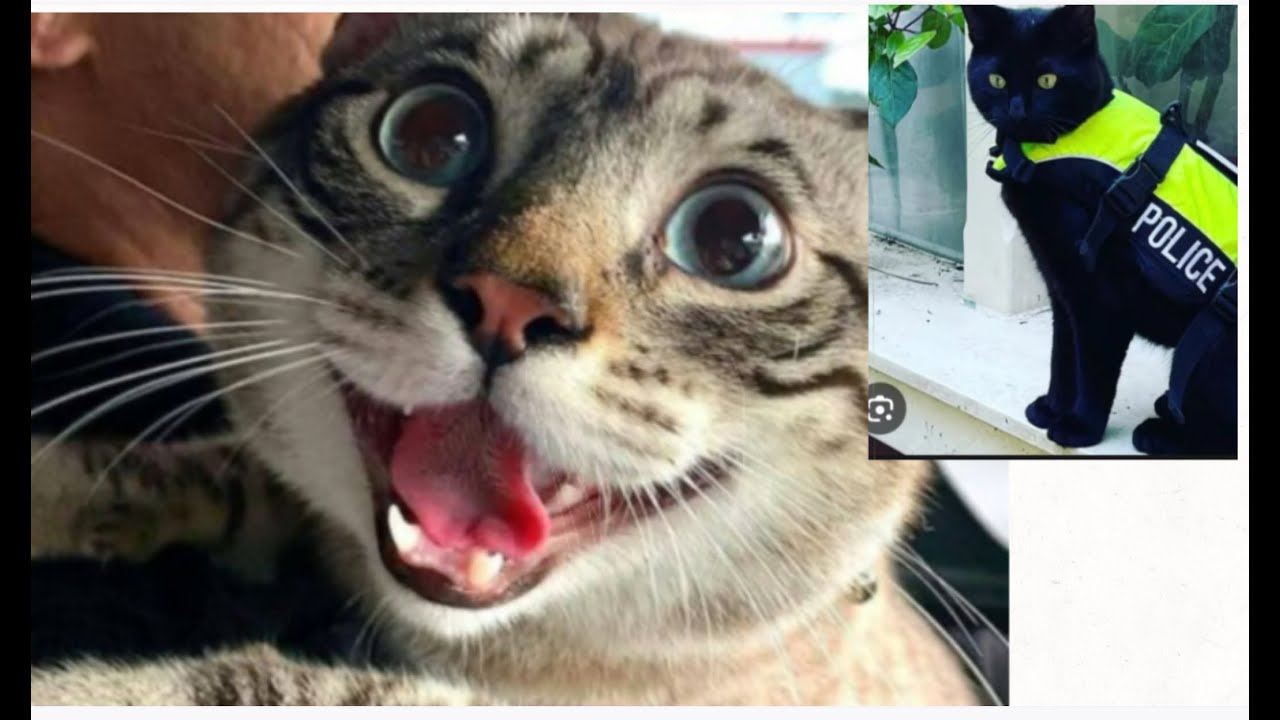 Policía, ARRESTEME por FAVOR | Compilación de CHISTES cortos contados ...