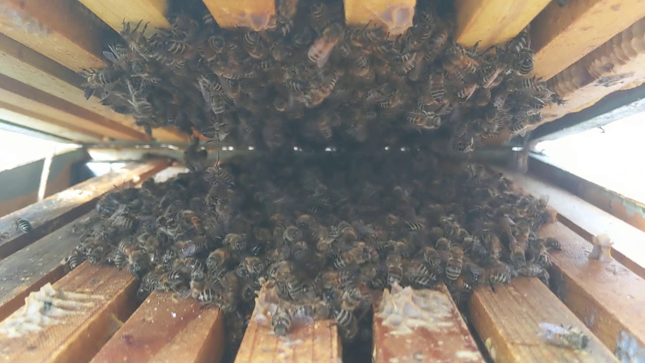 Russian honey bees - Cluster of russian bees Jan 2020 - YouTube