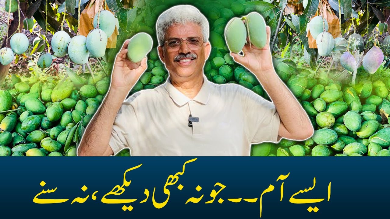 Different Varieties of Mango in Multan, Pakistan | Amin Hafeez - YouTube