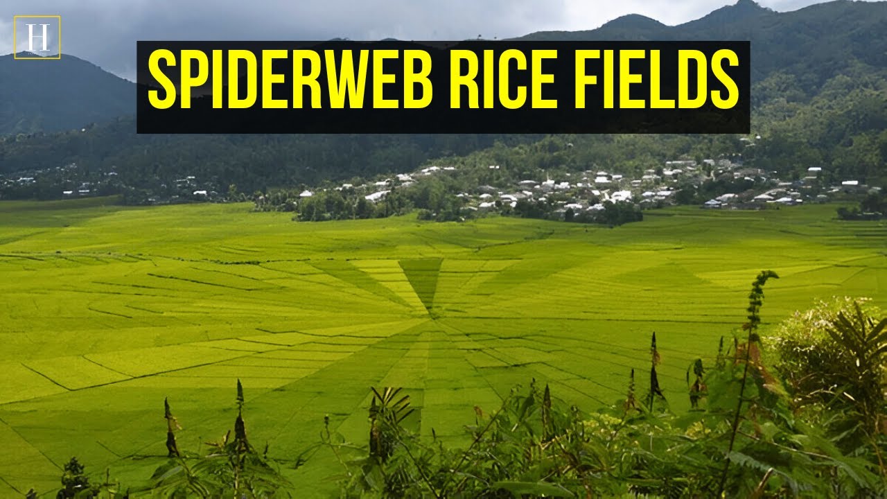Lingko, A Unique And Enchanting Spider Web Rice Field | Human ...