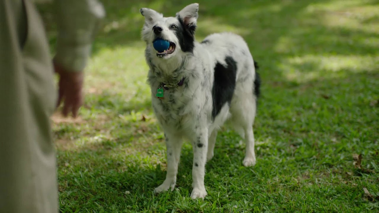 Let Your Puppy be a Puppy: Dog Training with Chaser, the Dog Who Knows ...