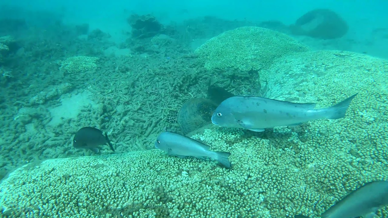 Humpy Island 2019 - YouTube