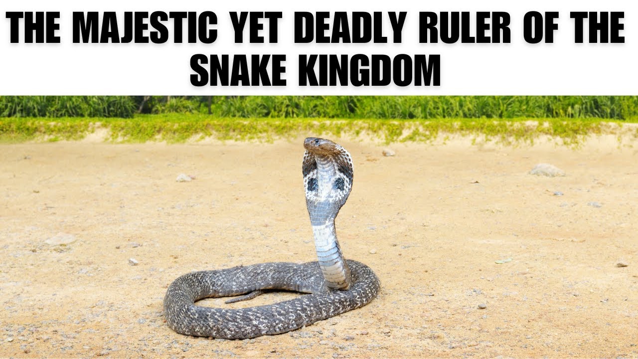 The Majestic yet Deadly Ruler of the Snake Kingdom | Interesting Facts ...