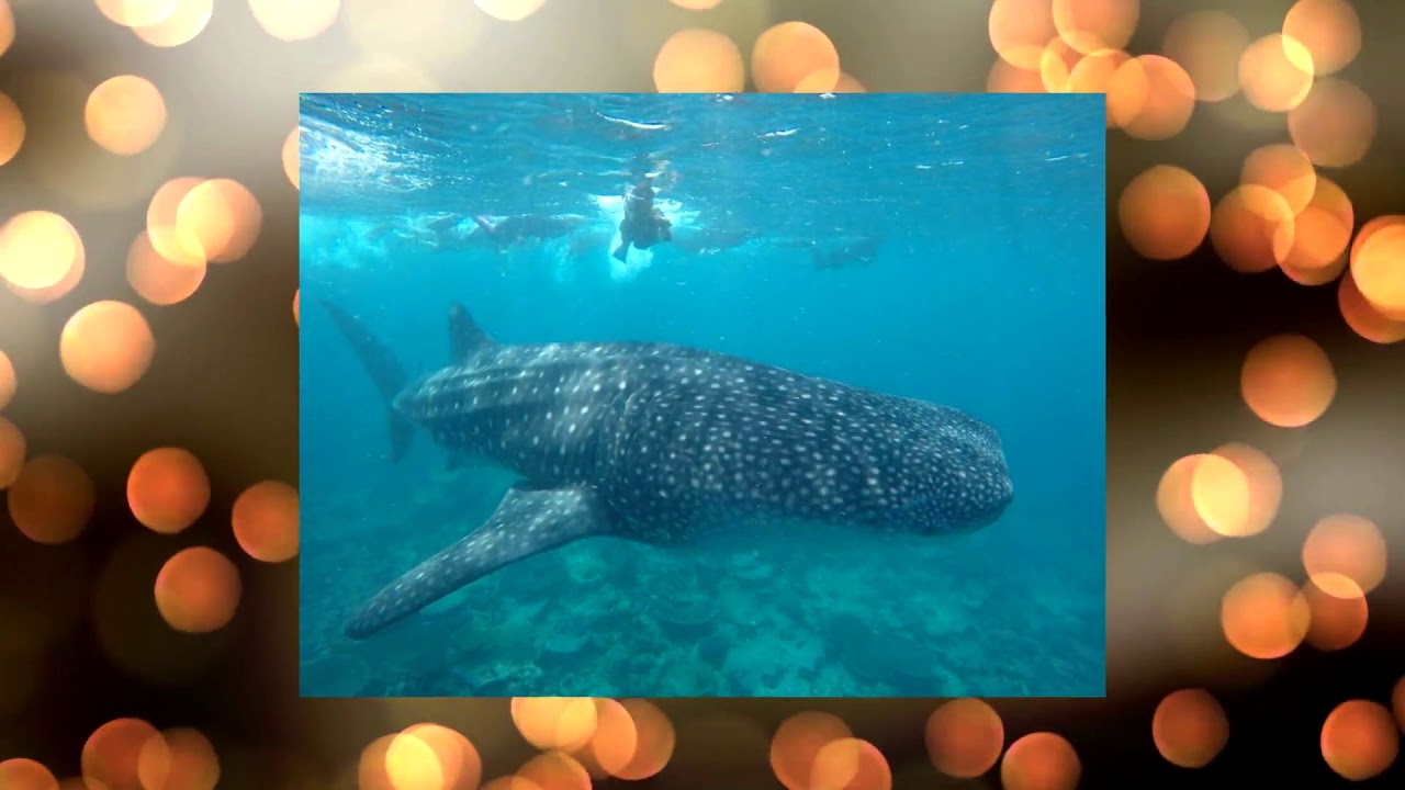 Koimala Hotel review in Maamigili, Maldives 1080p Review - YouTube