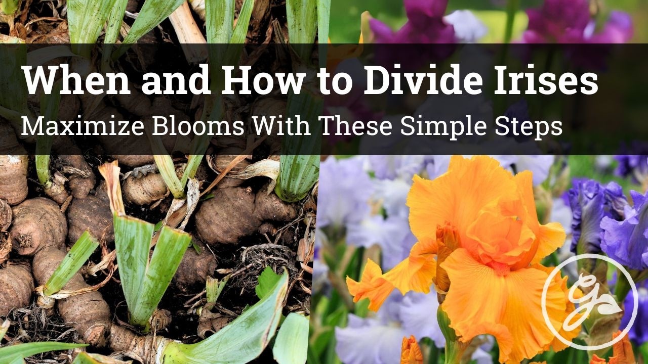 When and How to Divide Your Irises / Maximize Blooms With These Simple ...