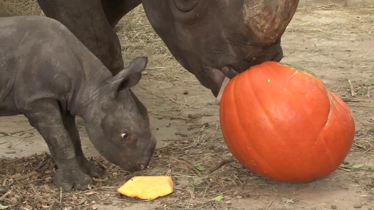 The Rhino Calf Discovers Pumpkins - YouTube