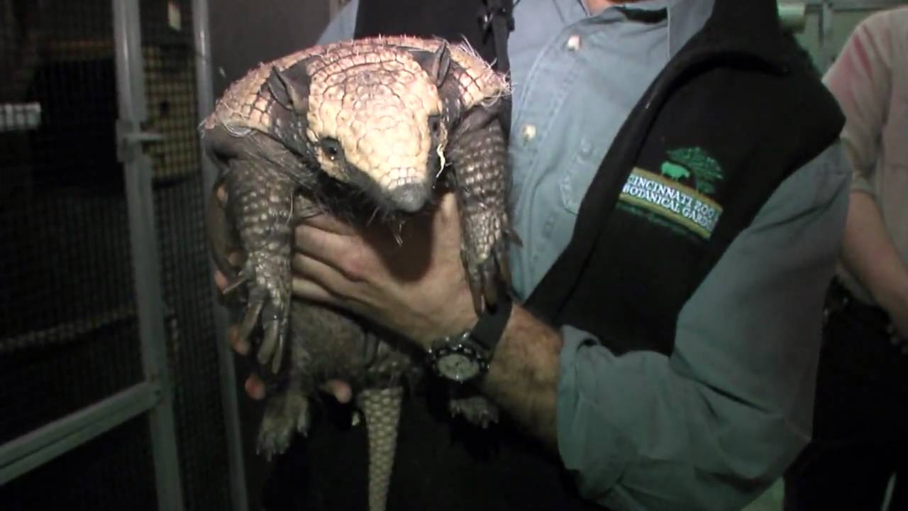 Six-Banded Armadillo-Cincinnati Zoo - YouTube