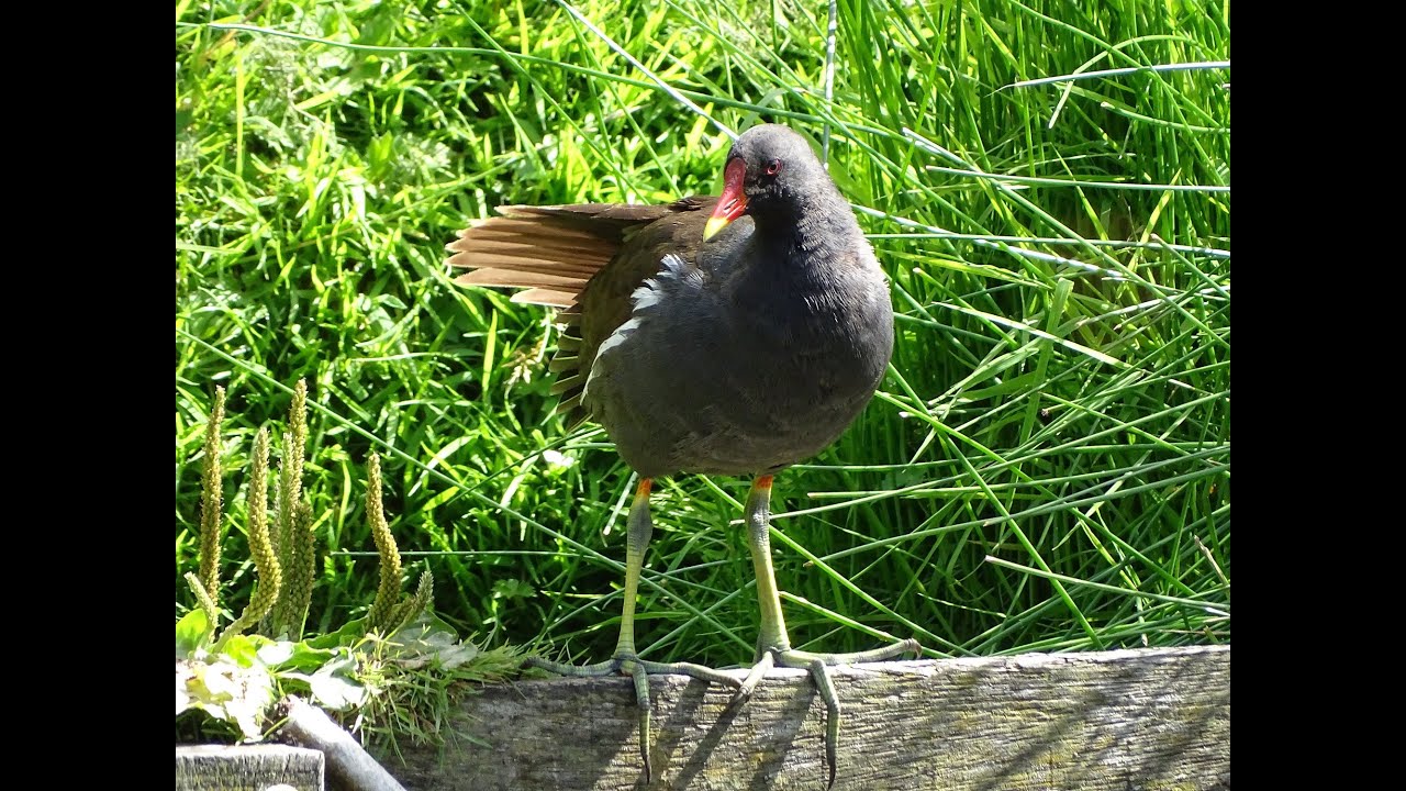 Waterhoentje Common Moorhen Waterhen Swamp chicken - YouTube