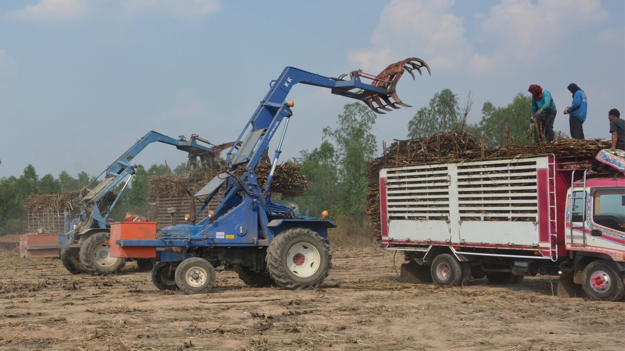รถคีบอ้อย 2 คัน ช่วยกันคีบอ้อยใส่รถบรรทุก 6 ล้อ Stackers cane and Truck ...